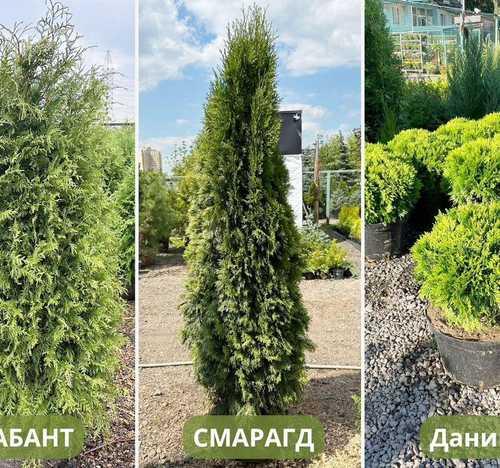 Туя Смарагд Брабант Даника