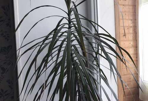 Пальма драцена комнатные растения
