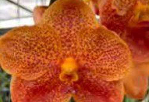 Орхидея ванда Sonia Deccach