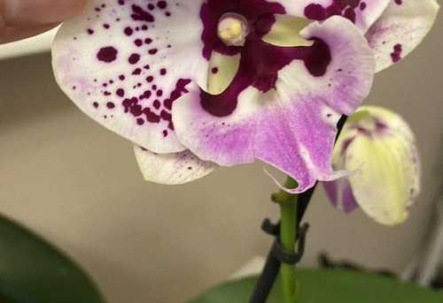 Орхидея фаленопсис биг лип 2 шт