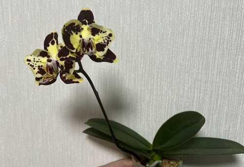 Орхидея OX Sponge Bob