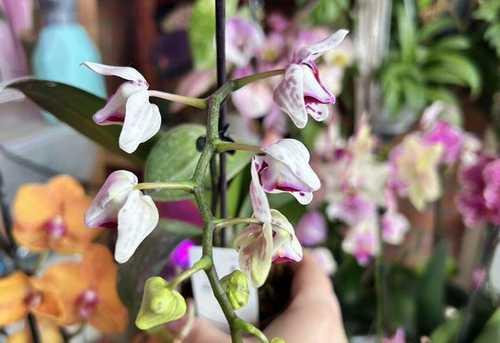 Орхидея фаленопсис пелорик трилипс Бернард