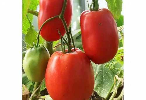Семена томата "Минусинские стаканы красные"