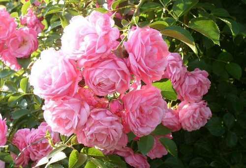 Роза Альков плетистая (Сербия Imperial Rose) Элитн