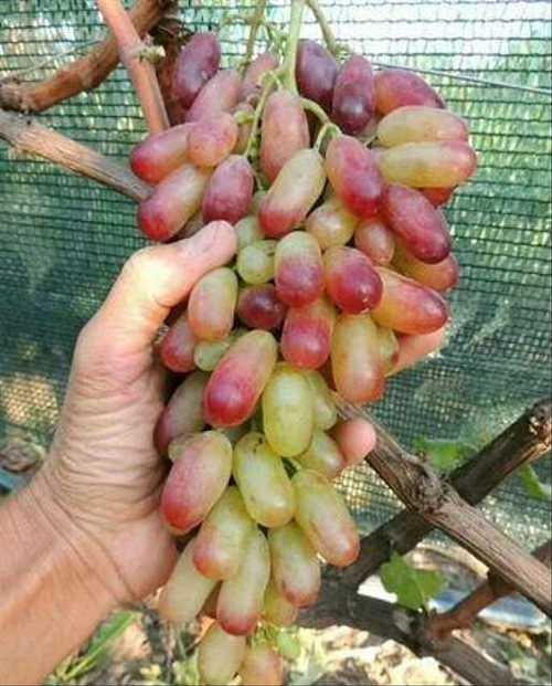 Саженцы винограда маникюр
