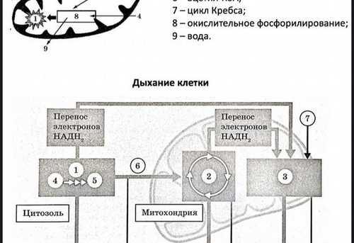 Егэ биология