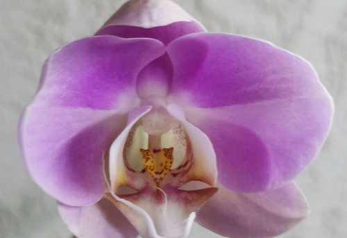 Зацветающая орхидея