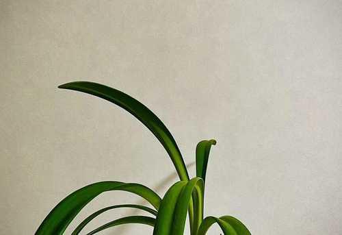 Амазонская лилия (Гиппеаструм )