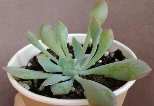 Echeveria trumpet pinky суккуленты