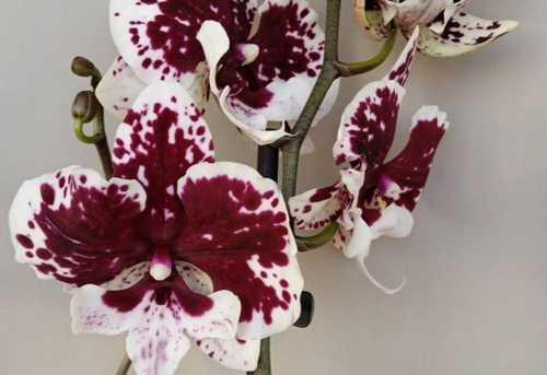 Орхидея фаленопсис биг лип Мария мар/ Maria Mar