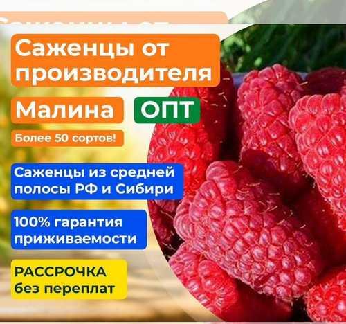 Саженцы малины. Оптом