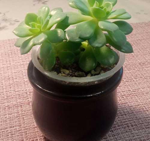 Эхеверии эчеверии echeveria