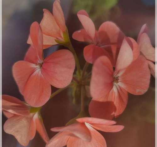 Пеларгония герань, растение на фото