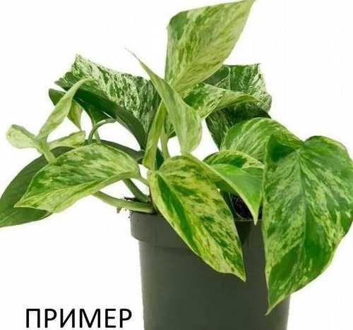 Эпипремнум марбл квин Marble queen