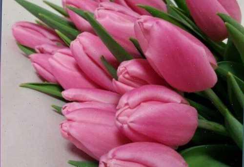 Прекрасные тюльпаны к 8 марта