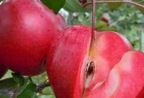Яблоко красномякотное Одиссо- молодильное яблочко