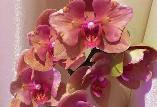Орхидея фаленопсис бабочка пелор