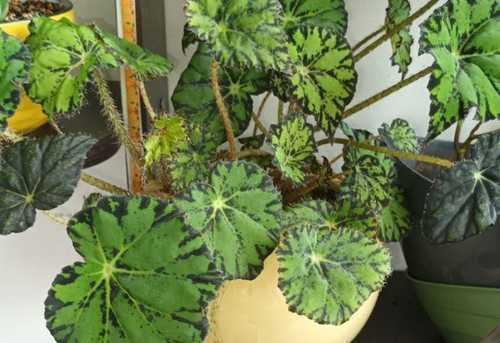 Бегония декоративно лиственная Рекс