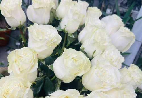 Белая роза 90 см. Крупный бутон