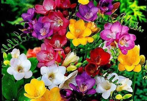 Фрезия,тюльпаны,колокольчики и др цветы на посадку