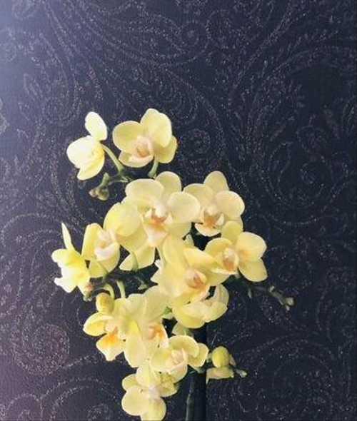 Орхидея фаленопсис жёлтая мультифлора