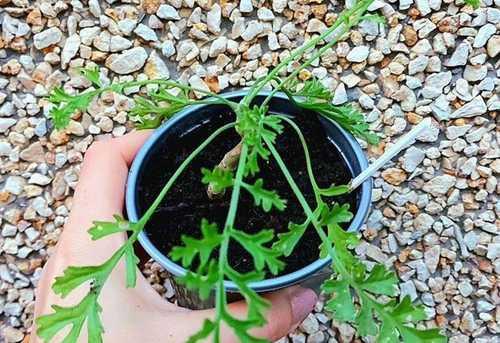 Pelargonium Carnosum - видовая пеларгония