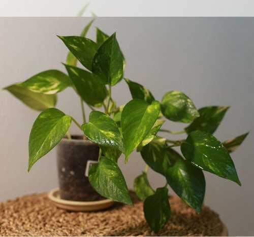 Эпипремнум золотистый (Epipremnum aureum)