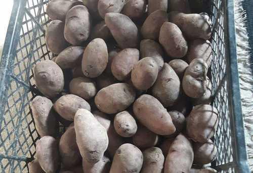 Продам семенную картошку (Кубинка)