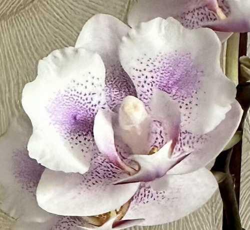 Орхидея фаленопсис Пинк Дрим бабочка