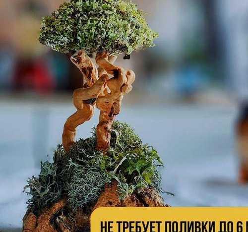 Мини дерево. Живая цетрария ручной работы