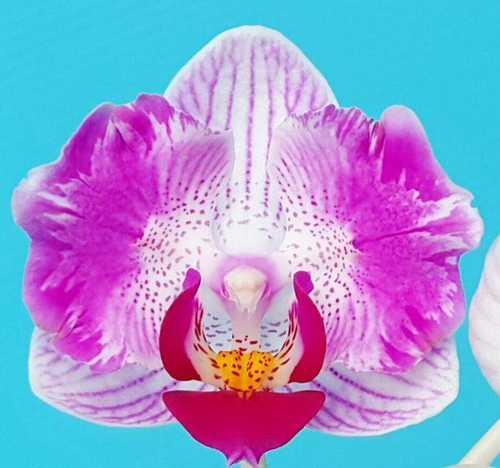Орхидея бабочка PF 5006