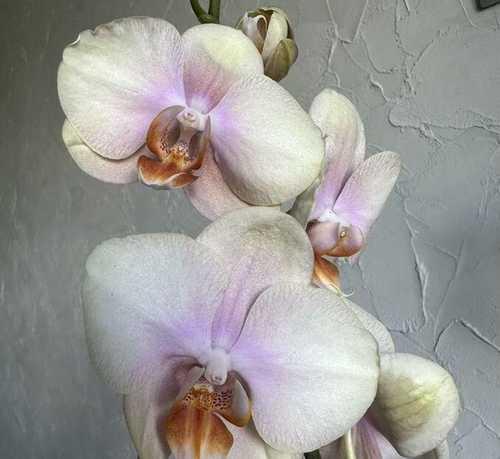 Орхидея фаленопсис Peaches