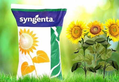 Семена гибриды подсолнечника Сингента (Syngenta)