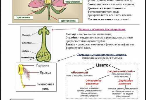 Конспекты егэ биология