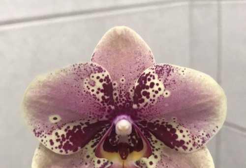 Орхидея фаленопсис фронтнра