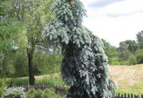 Picea pungens Glauca Pendula 140-150см