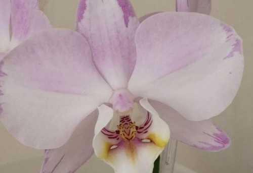 Орхидея фаленопсис Phalaenopsis Levante