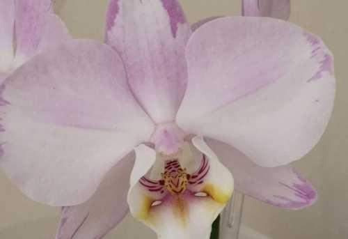 Орхидея фаленопсис Phalaenopsis Levante
