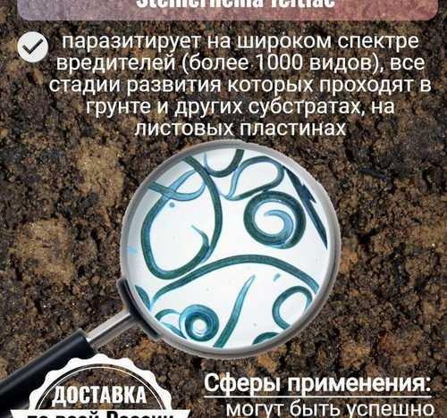 Хищная Нематода Штернернема Фелтия от вредителей