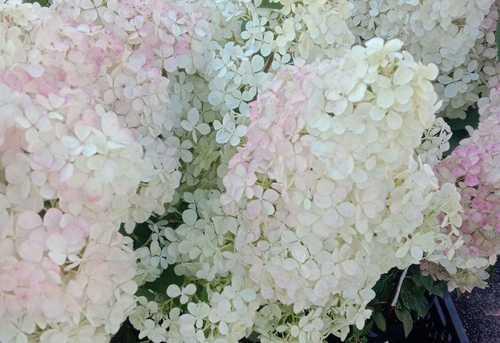 Гортензия метельчатая