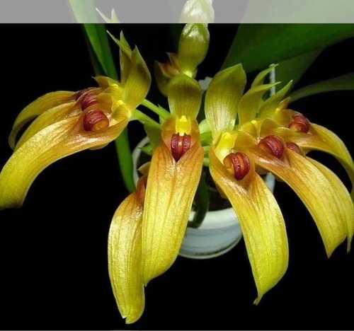 Орхидея bulbophyllum graveolens