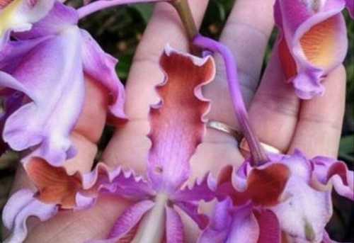 Орхидея Schomburgkia tibicinis