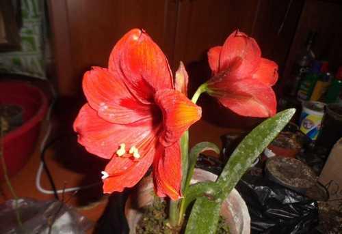 Гиппеаструмы, орхидеи