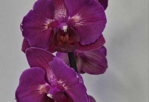 Орхидея бабочка Стеленбош