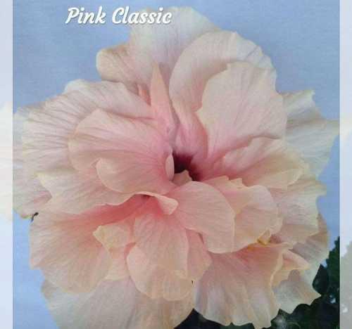 Гибискус Pink classic бронь