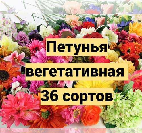 Петунья Сурфиния Петхоа Вегетативная Более 35 Сорт