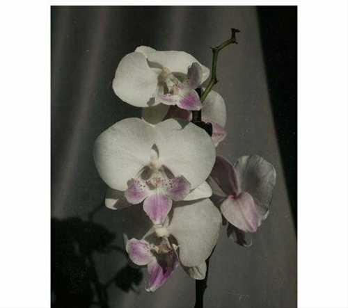 Орхидея фаленопсис Биглип Aprillion