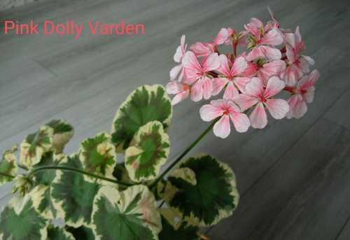 Пеларгония герань Pink Dolly Varden