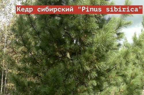 Кедр сибирский Pinus sibirica Ком 250-275 см