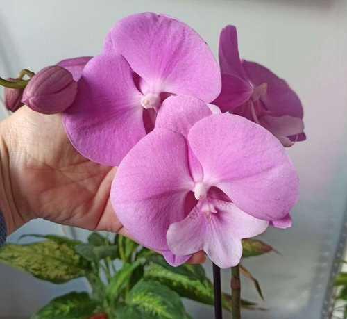 Сортовая орхидея фаленопсис Биглип